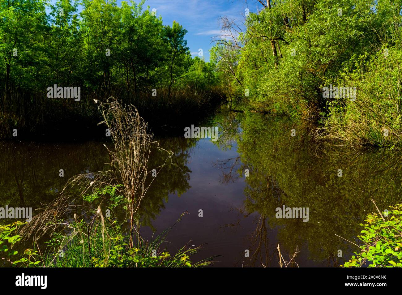 Punta Alberete nature reserve (Ravenna Stock Photo - Alamy