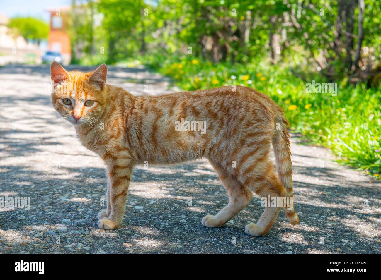 Orange tabby cat Stock Photo - Alamy