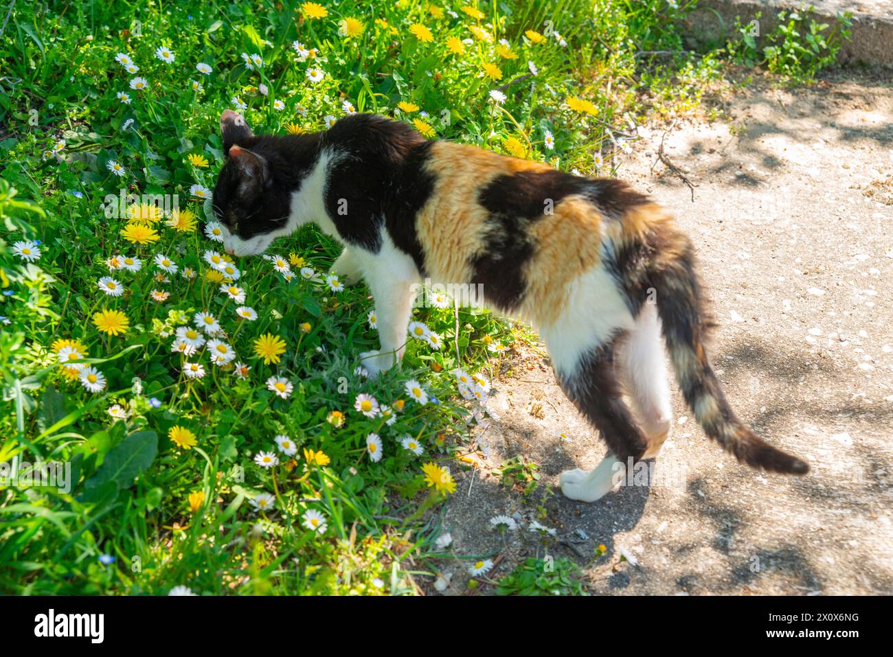 Calico flowers hi-res stock photography and images - Alamy