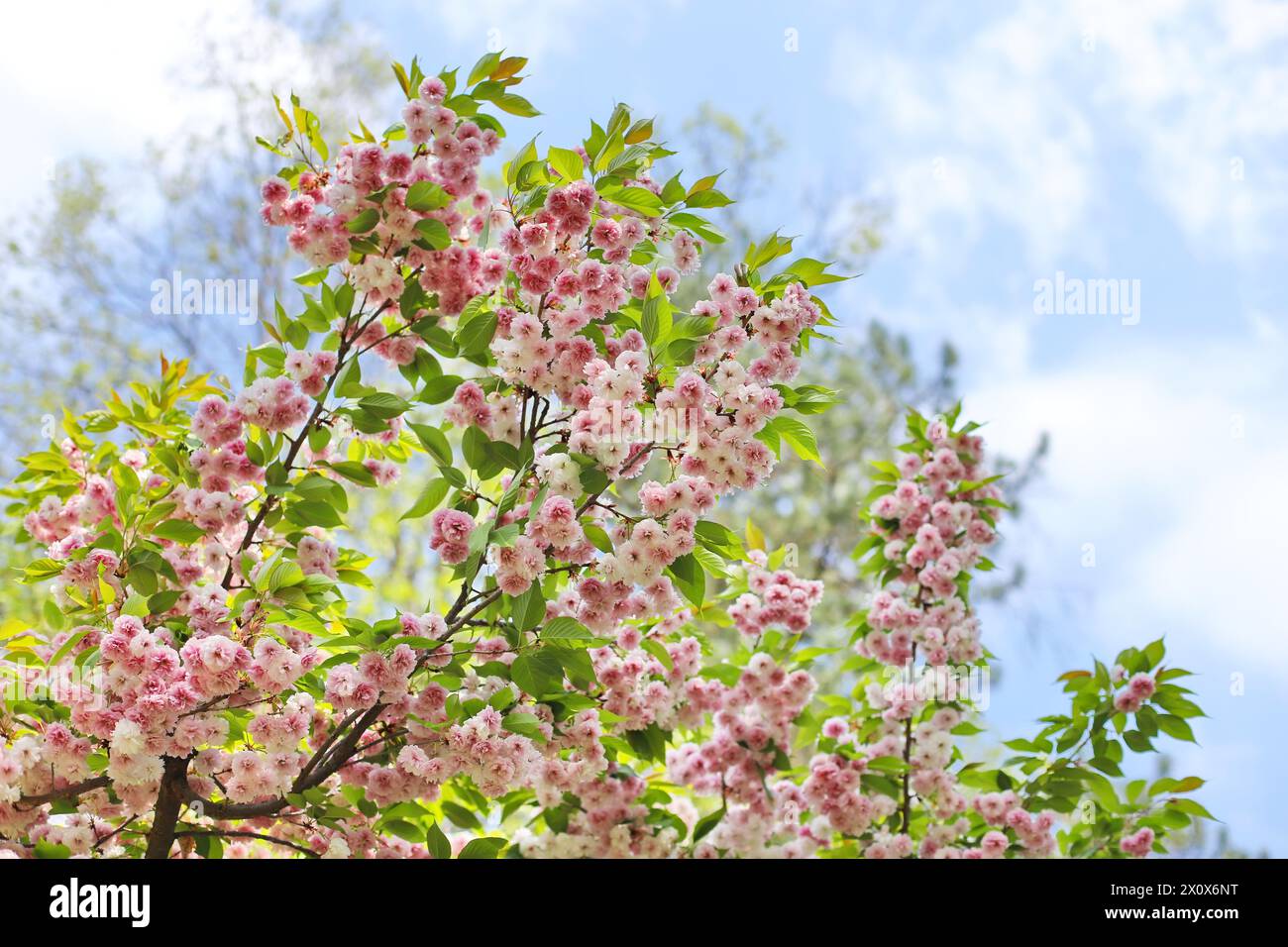Hanagasa blossom hi-res stock photography and images - Alamy