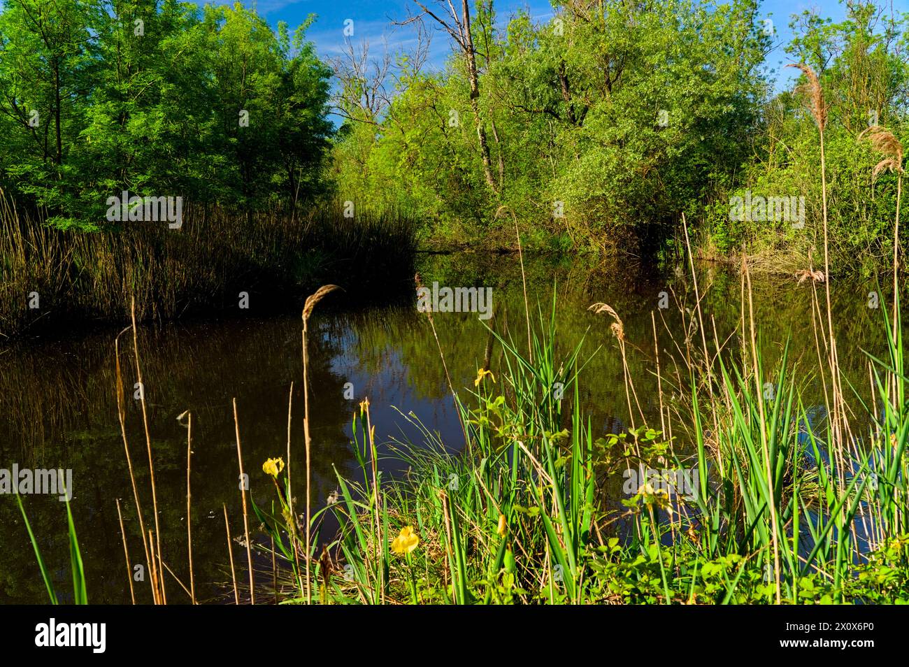 Punta Alberete nature reserve (Ravenna Stock Photo - Alamy
