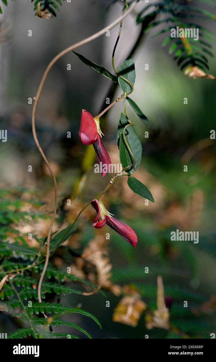 Australian native pea flower hi-res stock photography and images - Alamy