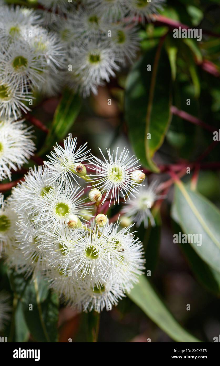 Corymbia gummifera hi-res stock photography and images - Alamy