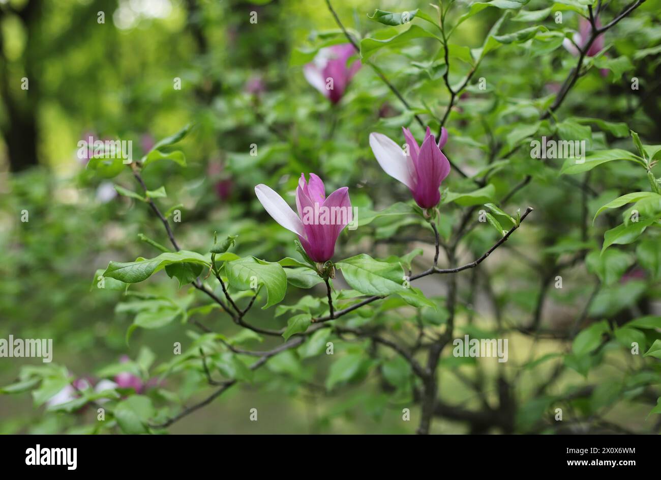 Magnolia bud magnolia soulangeana hi-res stock photography and images ...