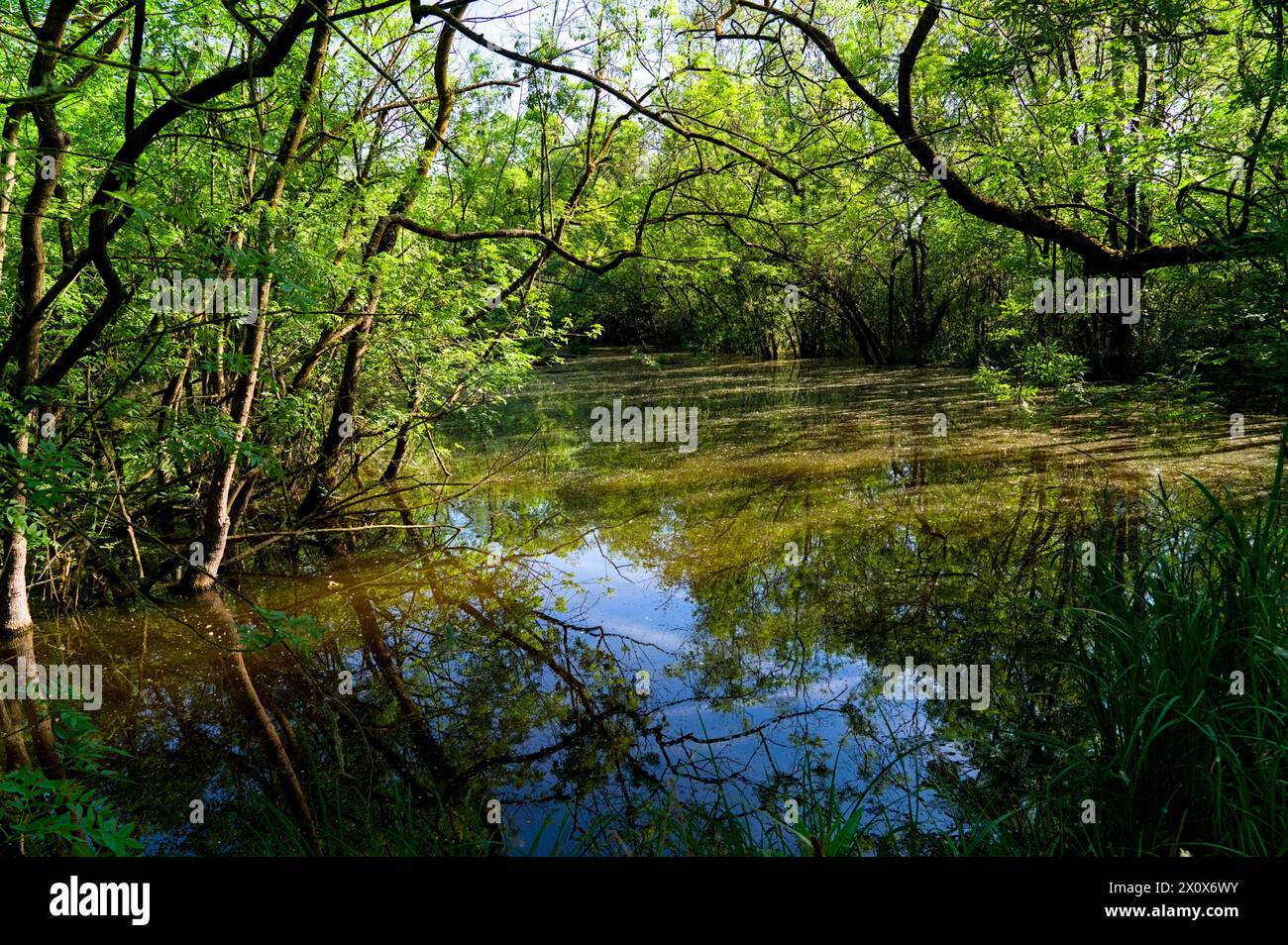 Punta Alberete nature reserve (Ravenna Stock Photo - Alamy