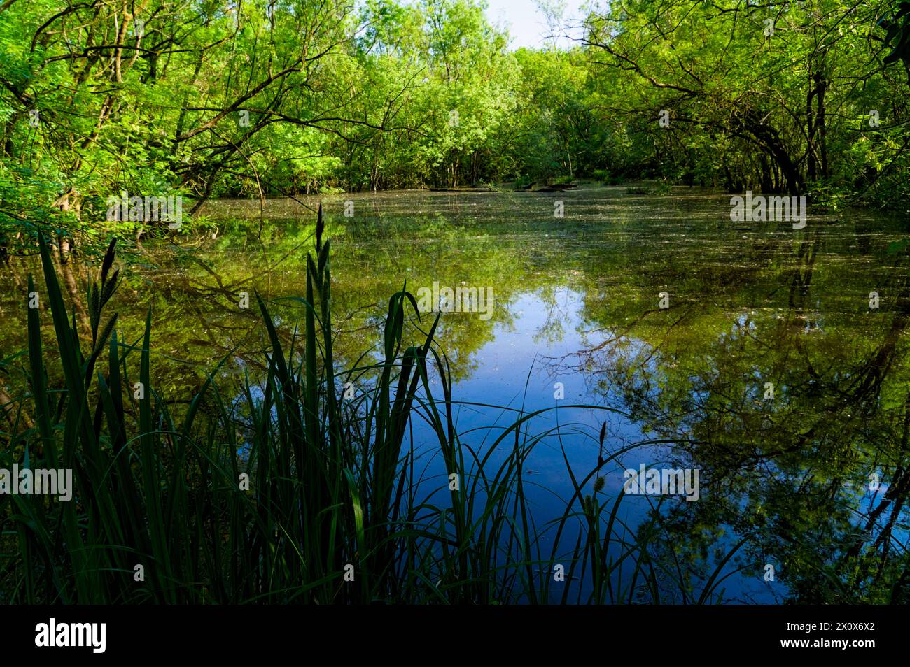 Punta Alberete nature reserve (Ravenna Stock Photo - Alamy