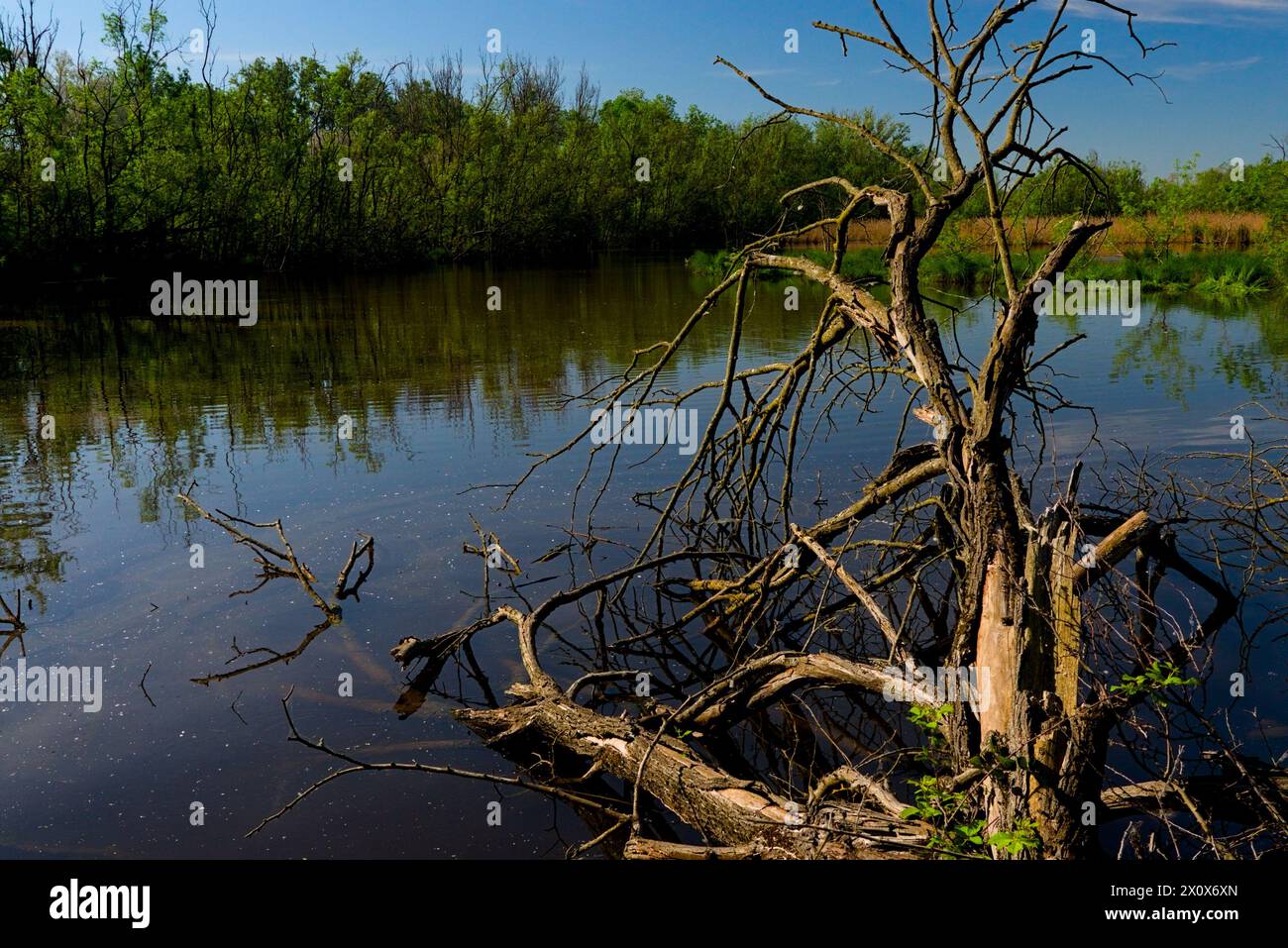 Punta Alberete nature reserve (Ravenna Stock Photo - Alamy