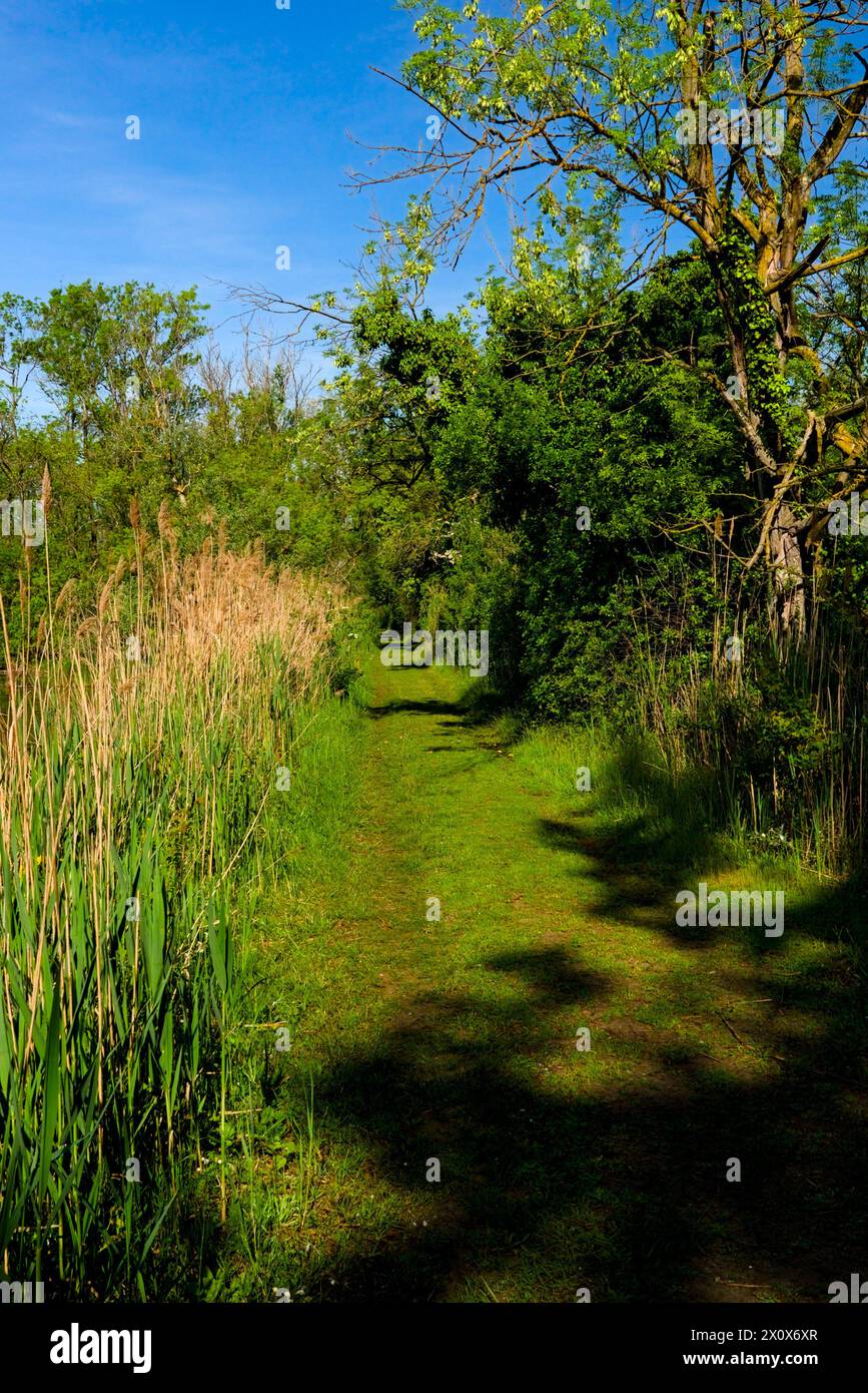Punta Alberete nature reserve (Ravenna Stock Photo - Alamy