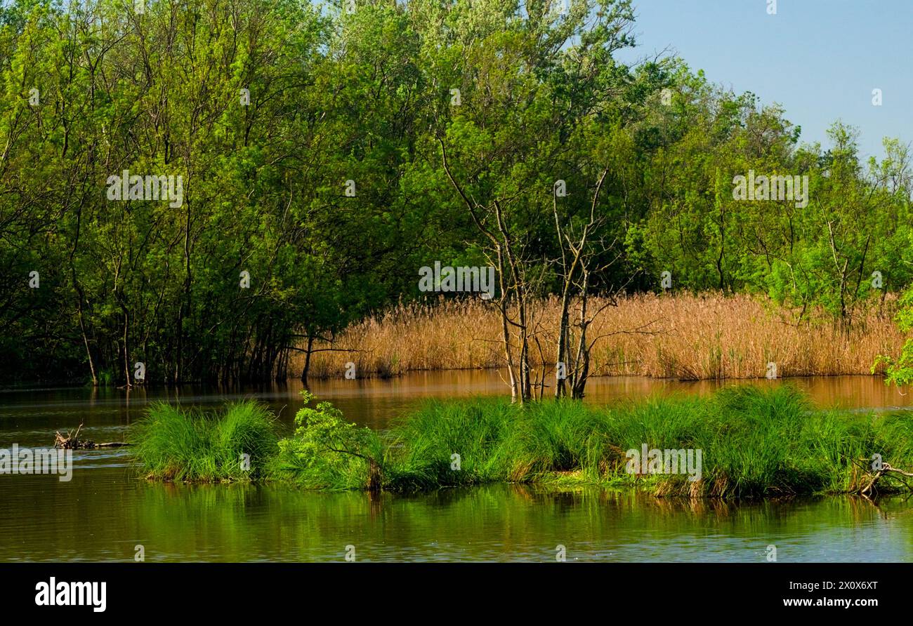 Punta Alberete nature reserve (Ravenna Stock Photo - Alamy