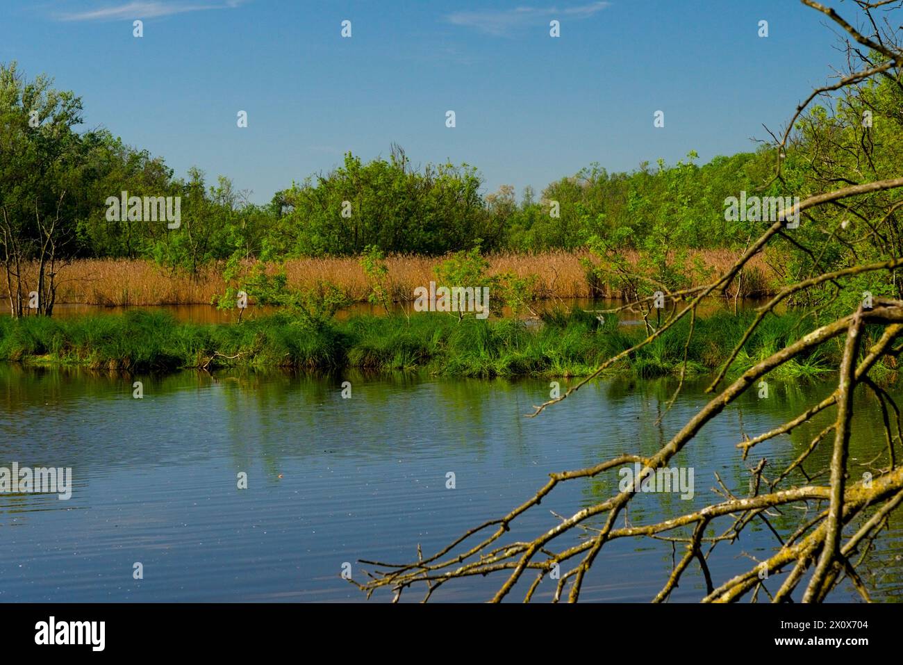 Punta Alberete nature reserve (Ravenna Stock Photo - Alamy