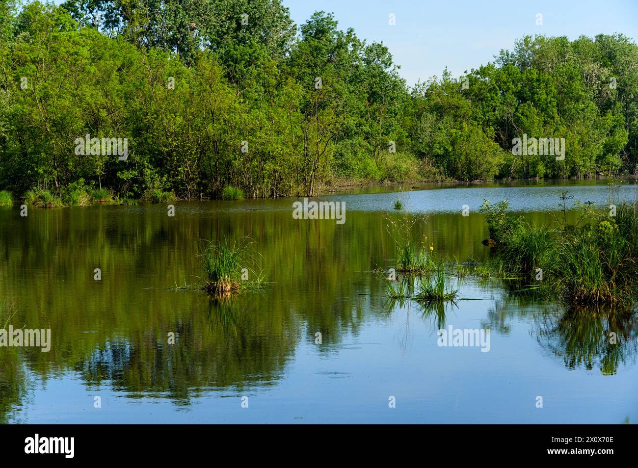 Punta Alberete nature reserve (Ravenna Stock Photo - Alamy