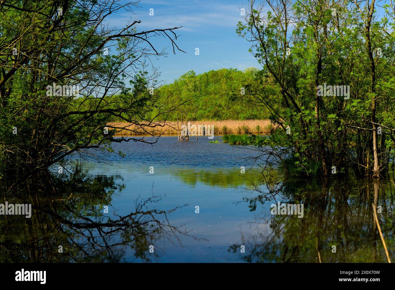 Punta Alberete nature reserve (Ravenna Stock Photo - Alamy