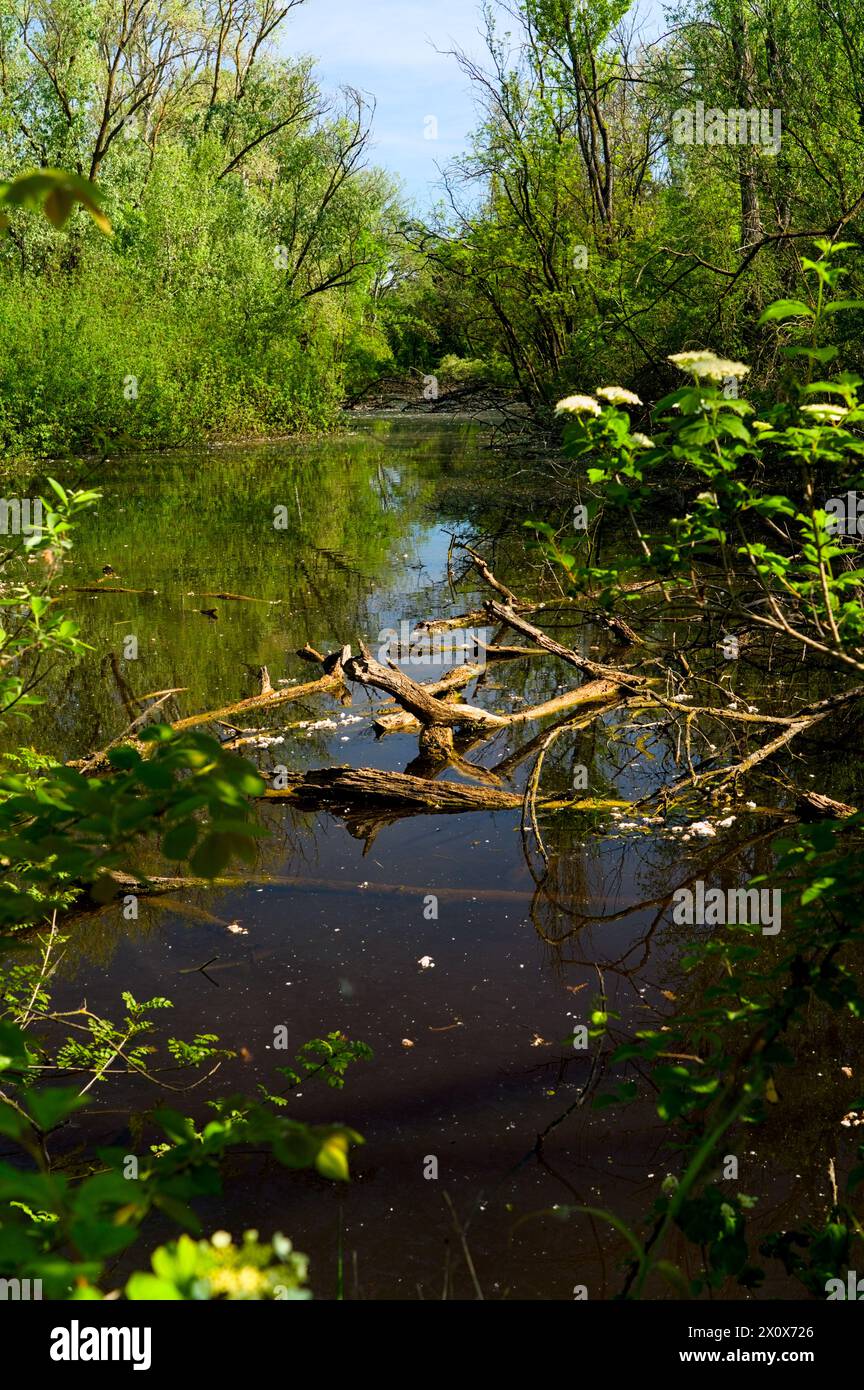 Punta Alberete nature reserve (Ravenna Stock Photo - Alamy