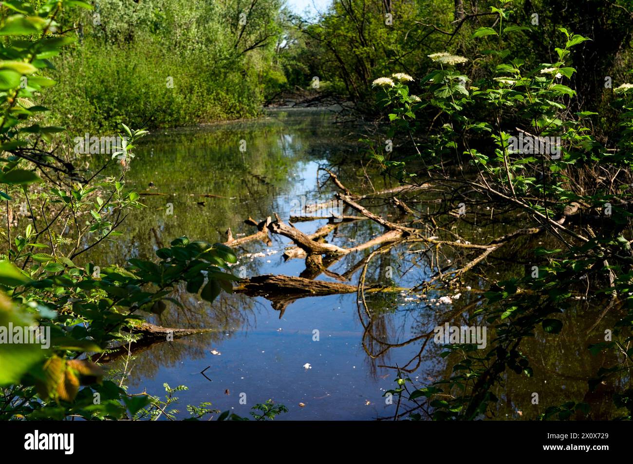 Punta Alberete nature reserve (Ravenna Stock Photo - Alamy