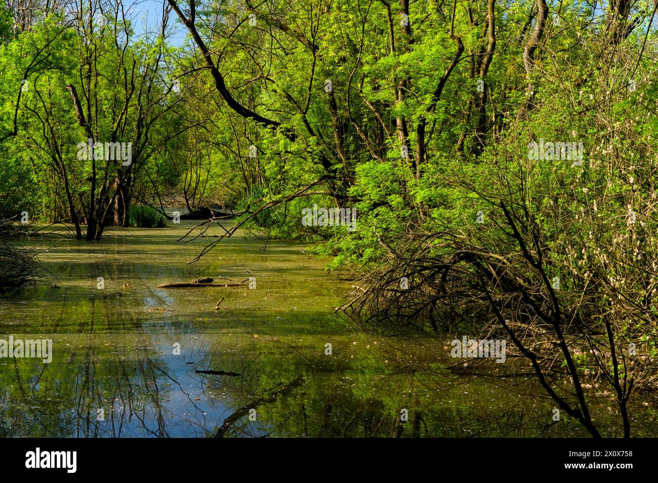 Punta Alberete nature reserve (Ravenna Stock Photo - Alamy