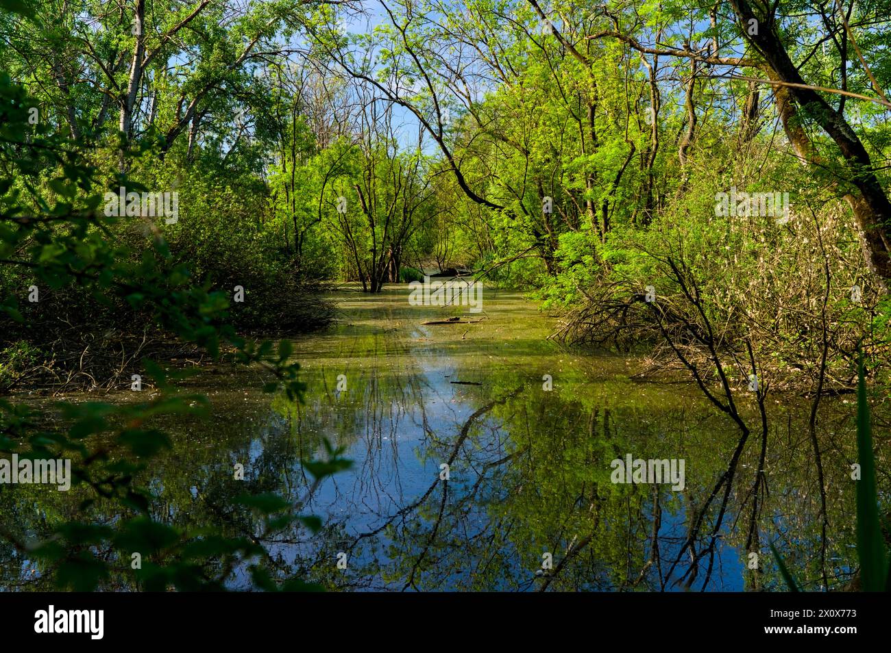 Punta Alberete nature reserve (Ravenna Stock Photo - Alamy