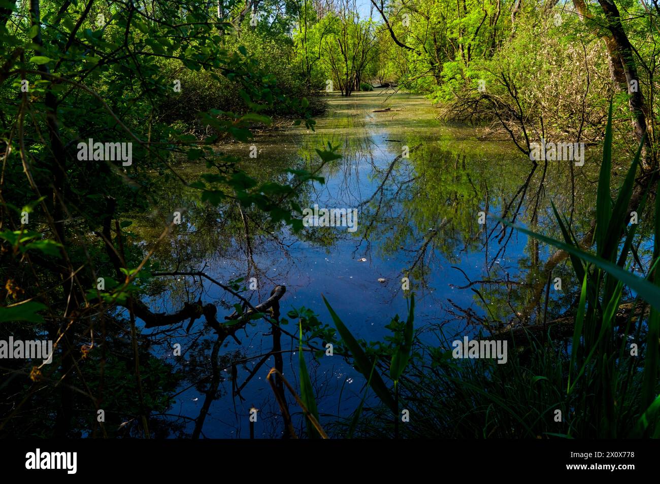 Punta Alberete nature reserve (Ravenna Stock Photo - Alamy