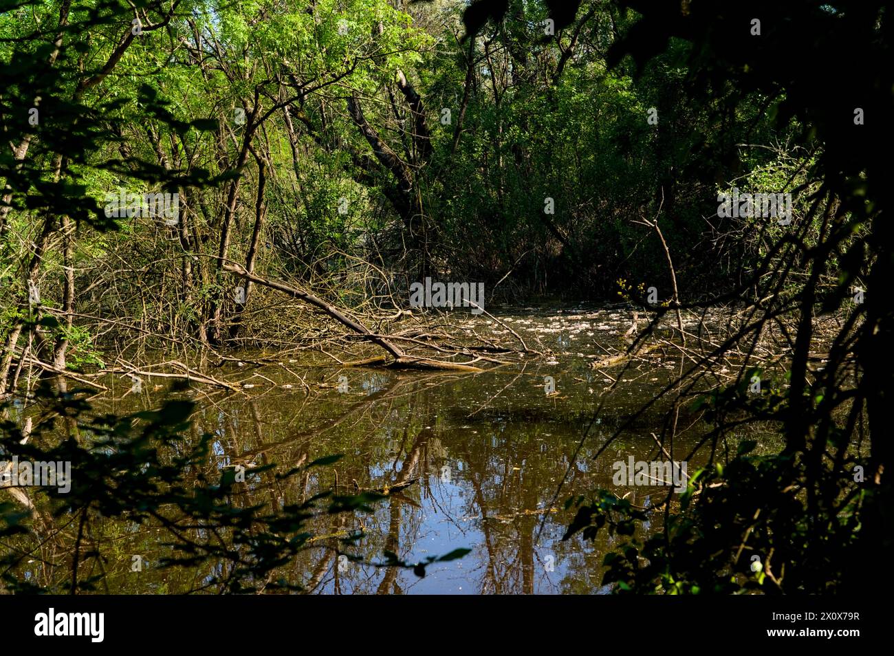 Punta Alberete nature reserve (Ravenna Stock Photo - Alamy