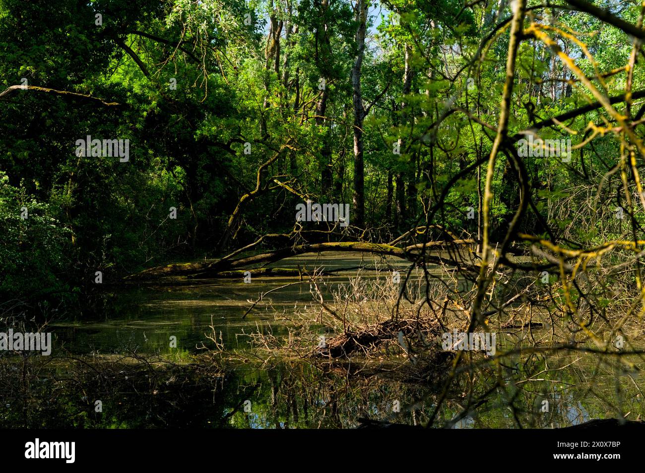 Punta Alberete nature reserve (Ravenna Stock Photo - Alamy