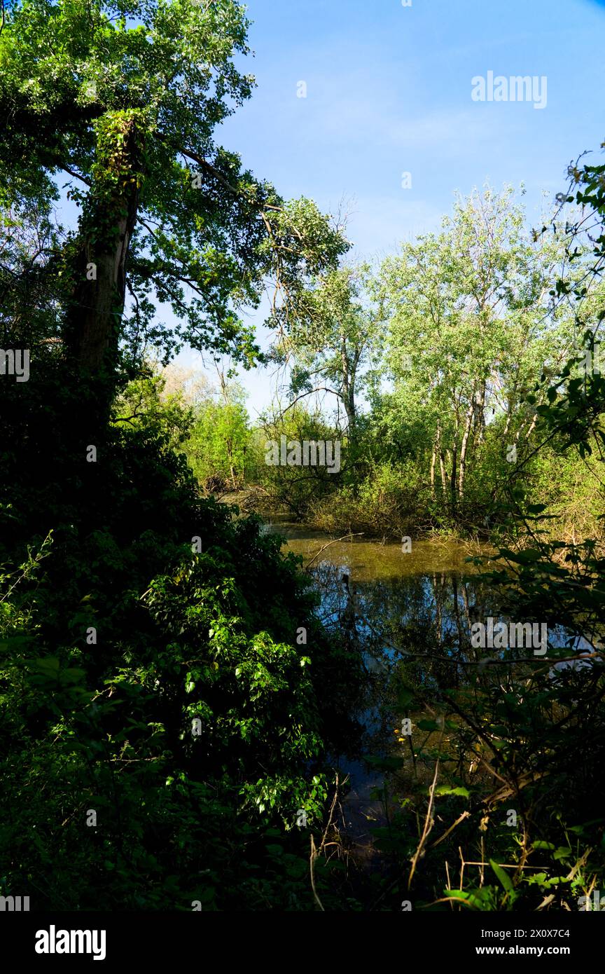 Punta Alberete nature reserve (Ravenna Stock Photo - Alamy