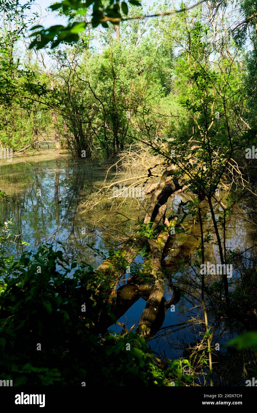 Punta Alberete nature reserve (Ravenna Stock Photo - Alamy