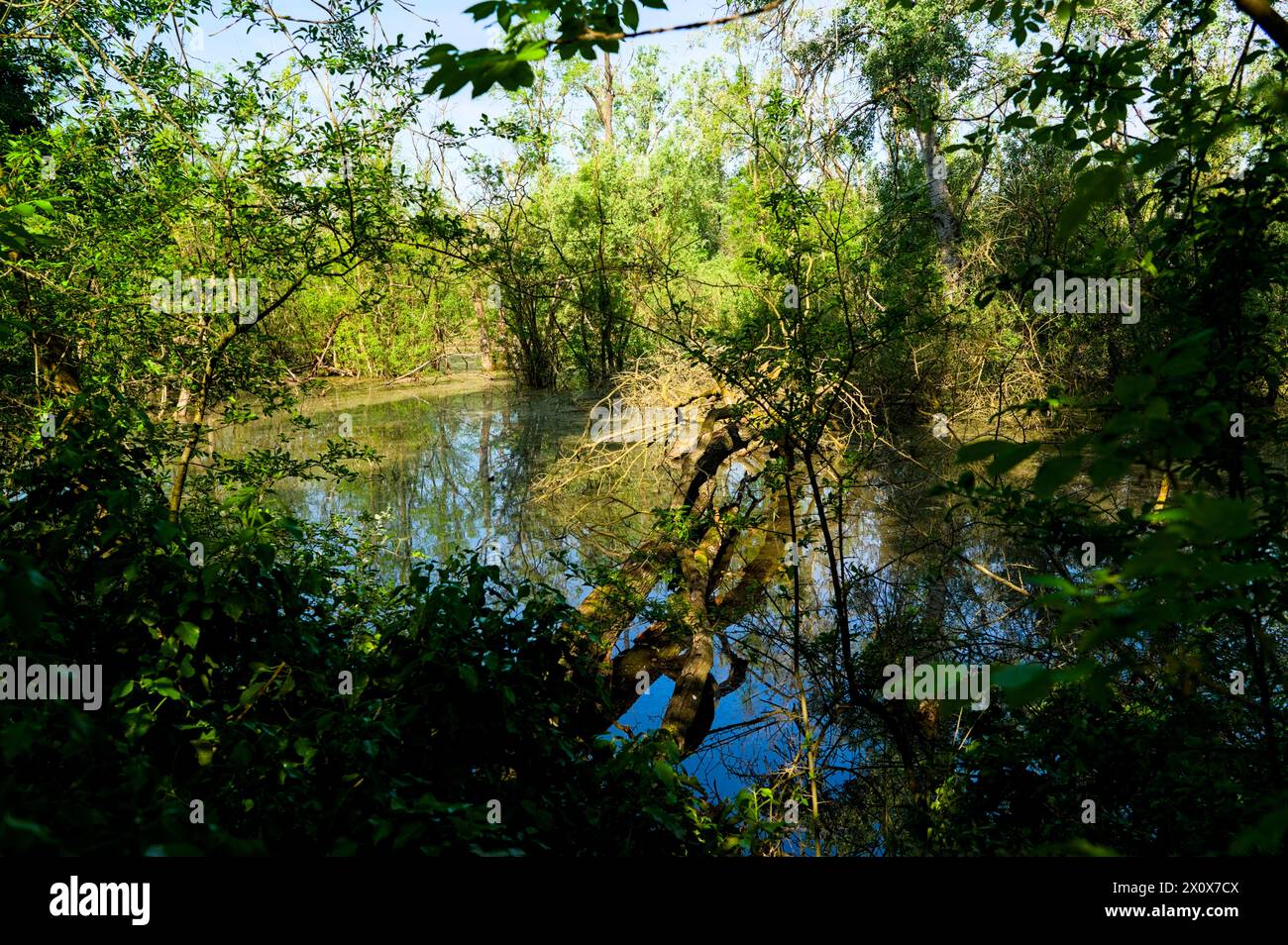 Punta Alberete nature reserve (Ravenna Stock Photo - Alamy