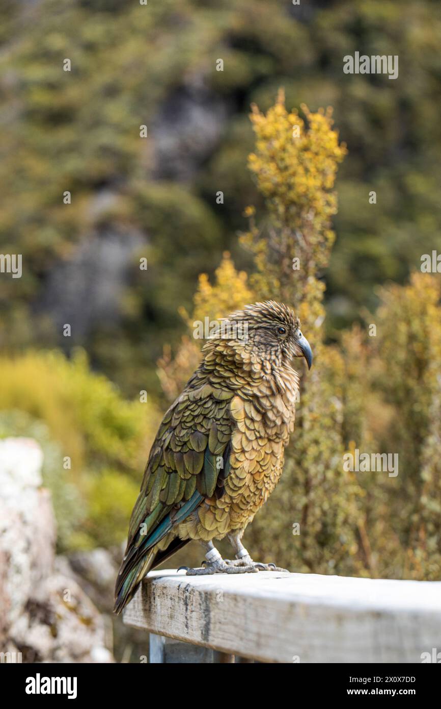 Kea bird on a journey in Arthur's Pass, inviting travel and exploration ...
