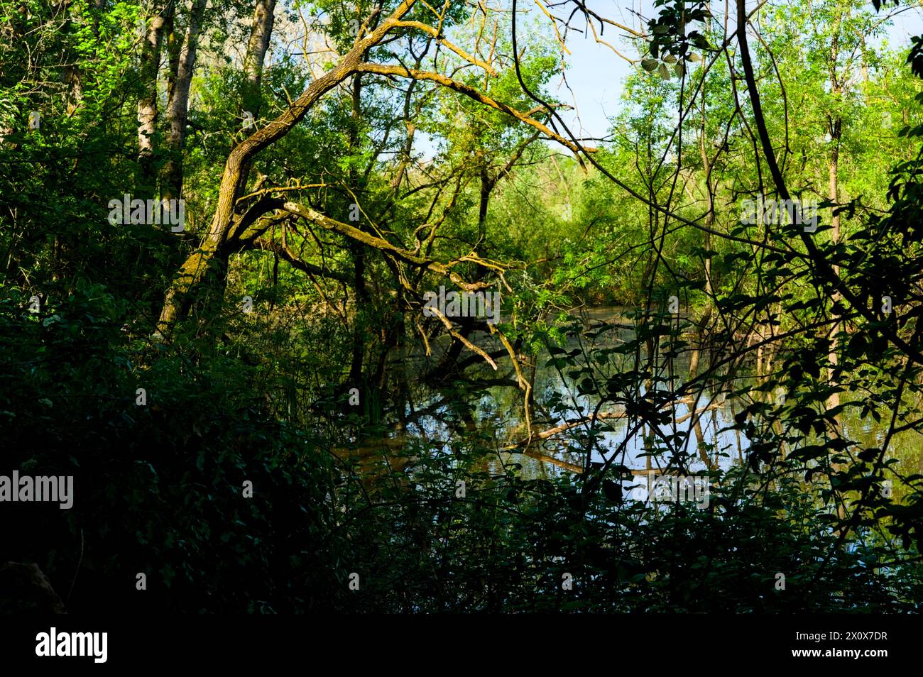 Punta Alberete nature reserve (Ravenna Stock Photo - Alamy