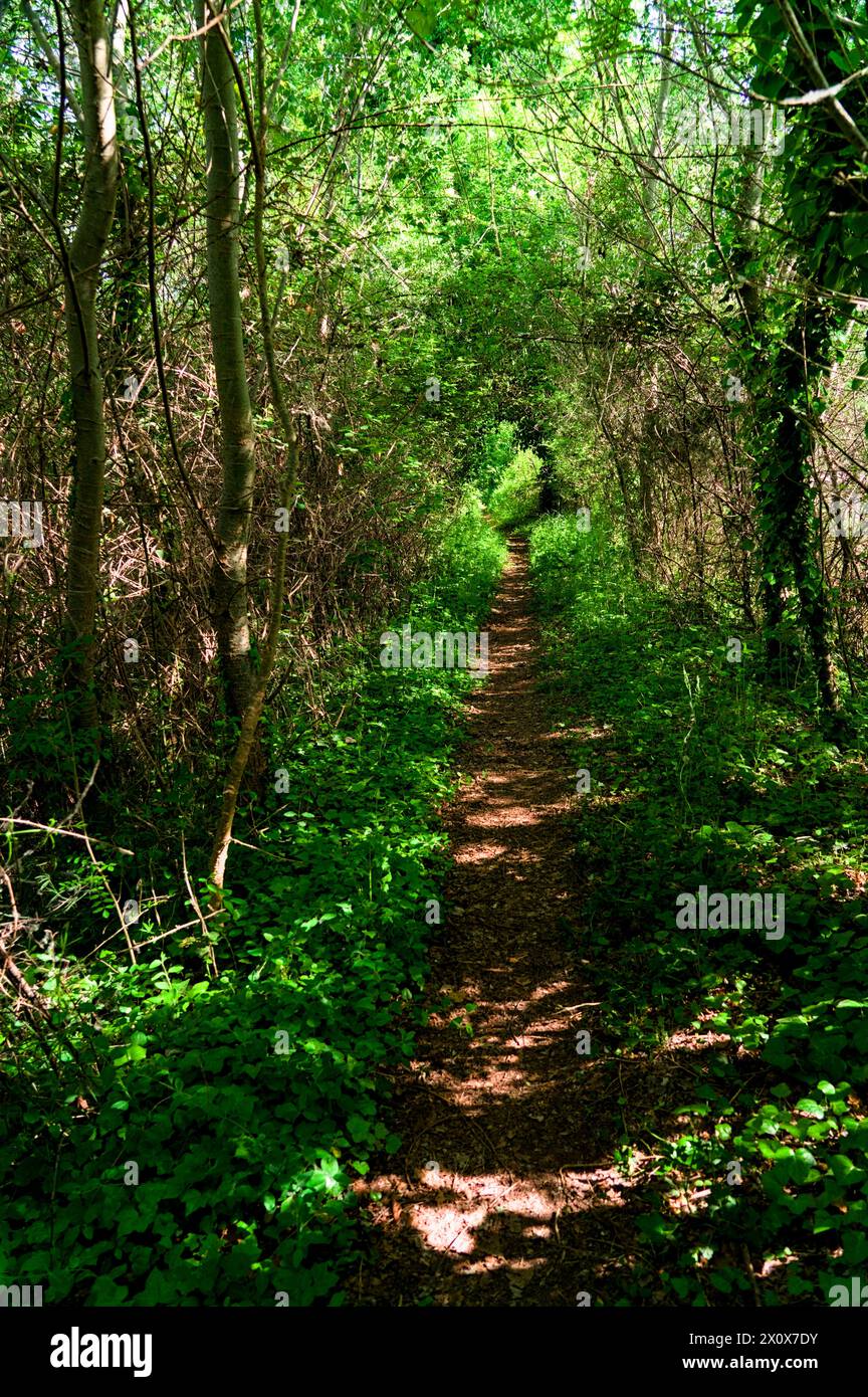 Punta Alberete nature reserve (Ravenna Stock Photo - Alamy