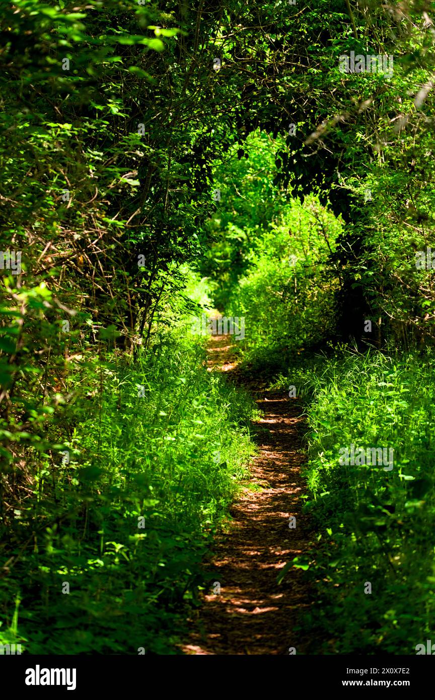 Punta Alberete nature reserve (Ravenna Stock Photo - Alamy