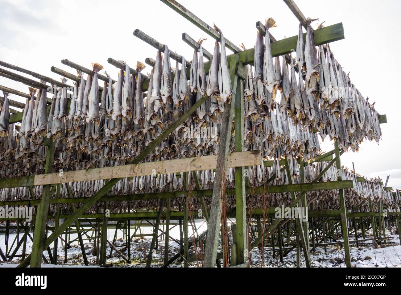 Stockfish on a rack, Henningsvær, Lofoten, Norway Stock Photo - Alamy