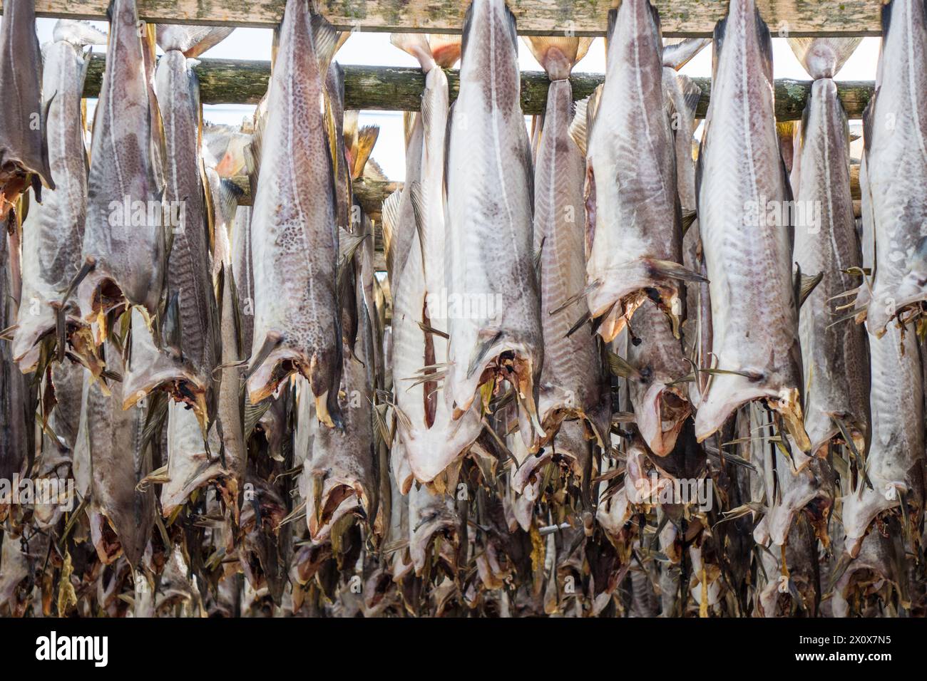 Stockfish on a rack, Henningsvær, Lofoten, Norway Stock Photo - Alamy