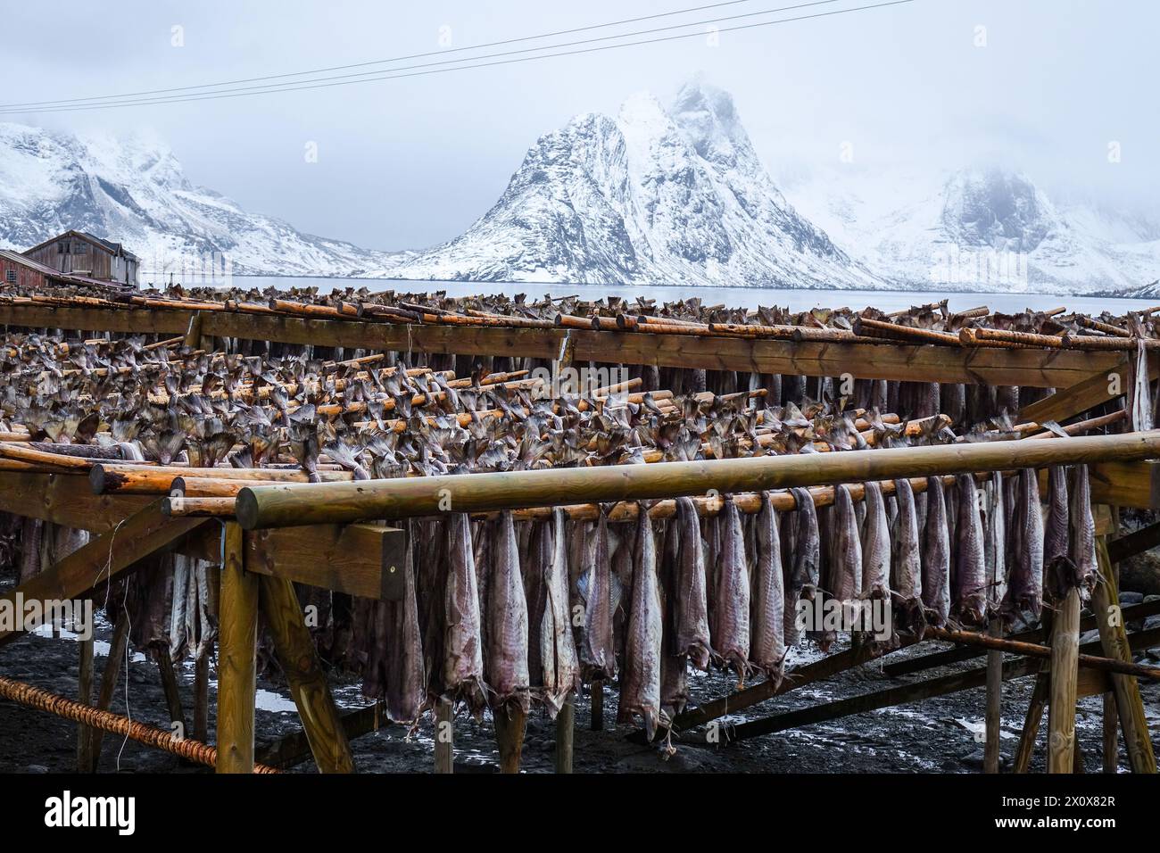 Stockfish on a rack, Reine, Lofoten, Norway Stock Photo - Alamy