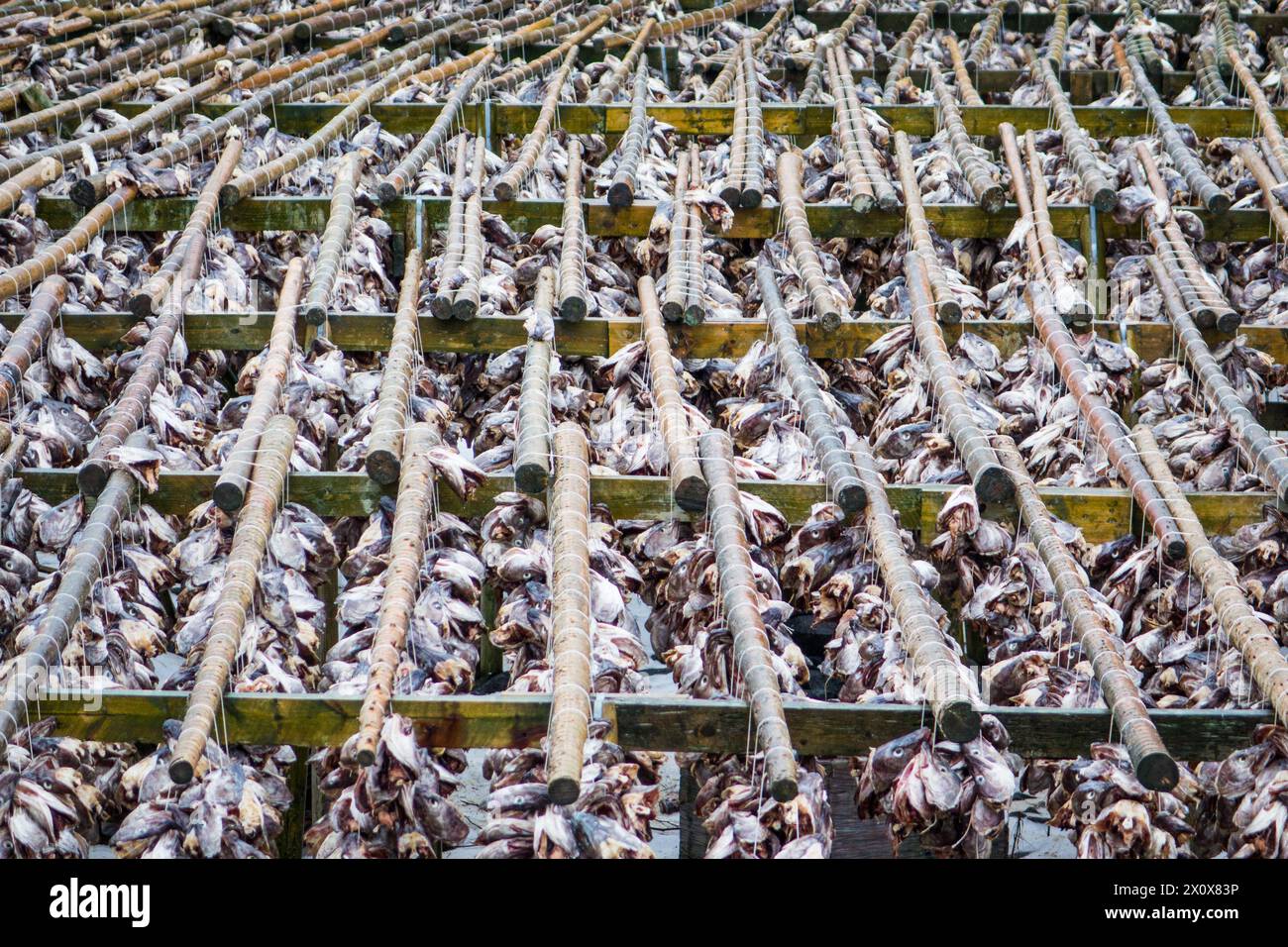 Stockfish on a rack, Sakrisoy, Lofoten, Norway Stock Photo - Alamy