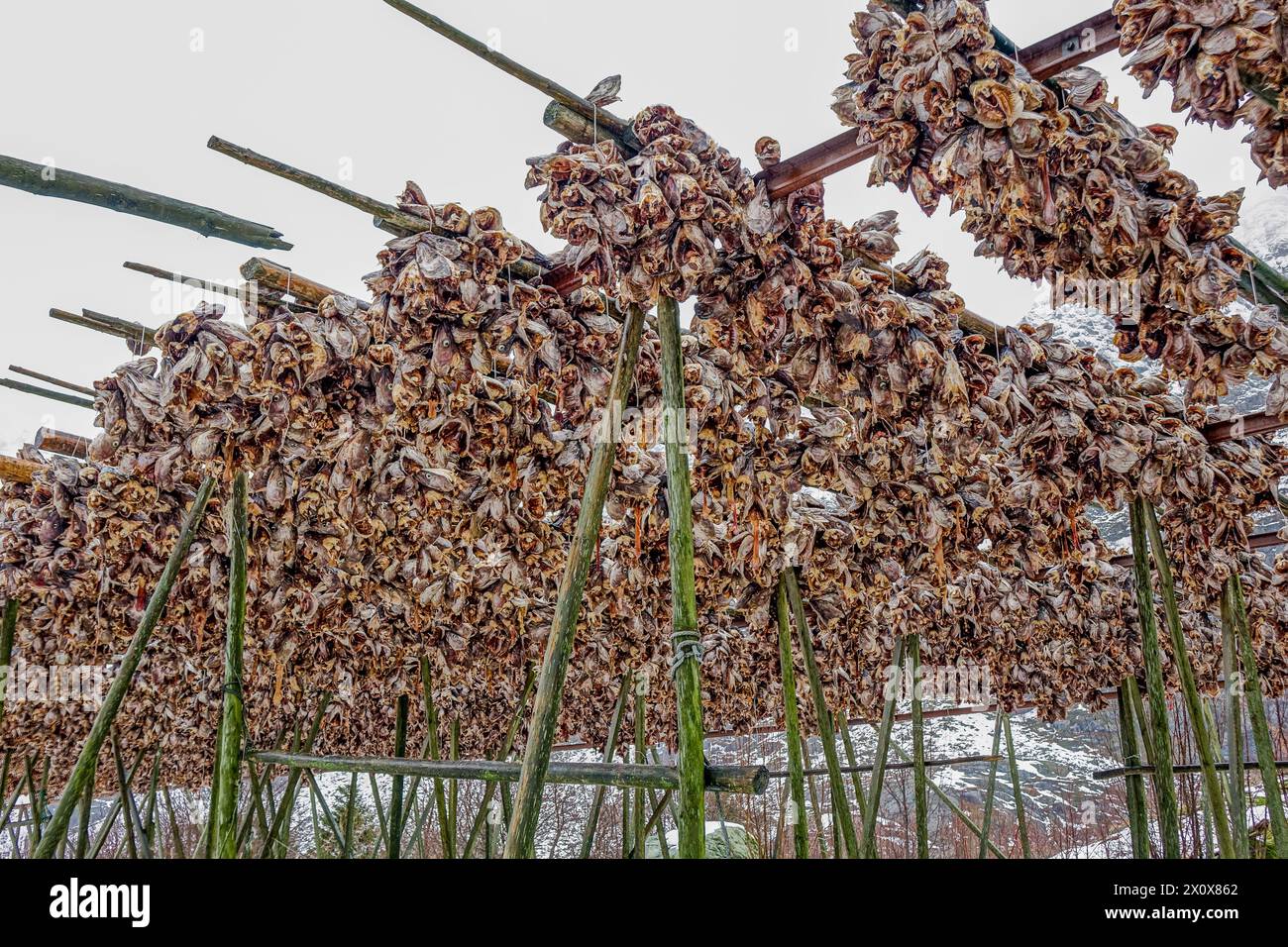 Stockfish on a rack, Lofoten, Norway Stock Photo - Alamy