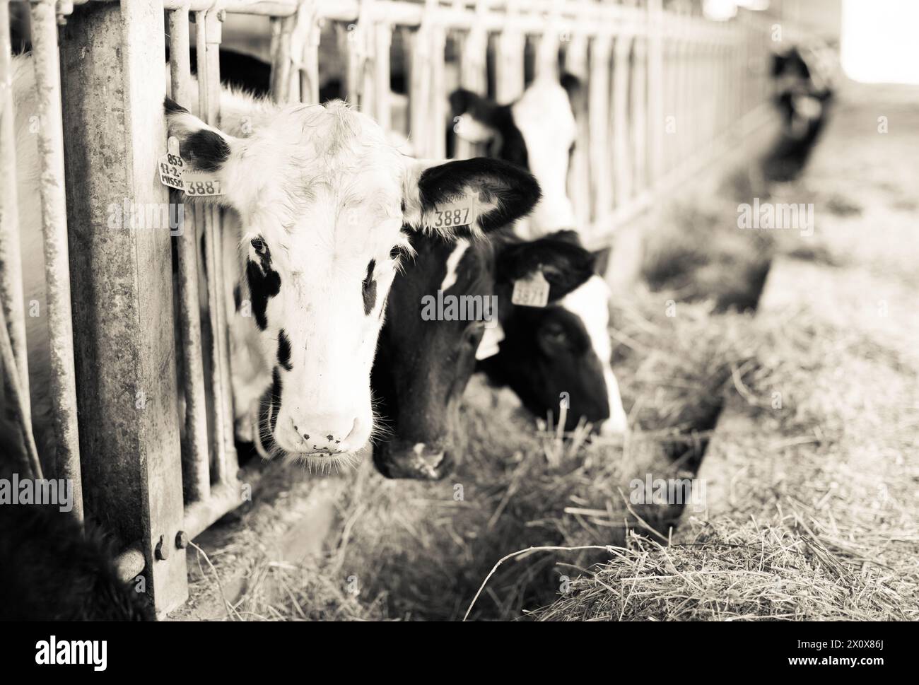 Cow chewing food on farm Stock Photo - Alamy