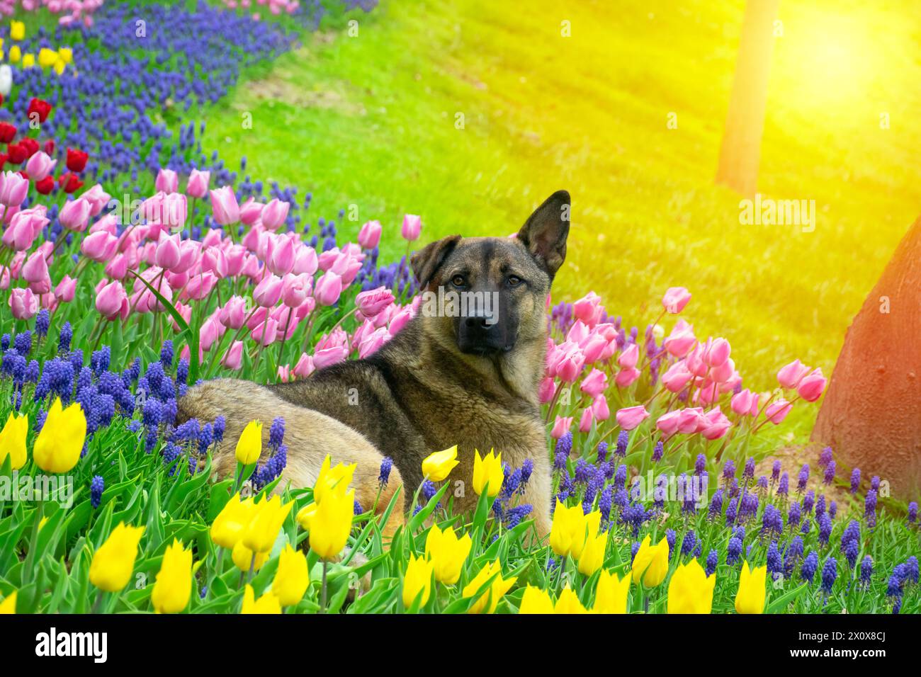 A dog looking around among colorful tulips. Dog sitting among tulips ...