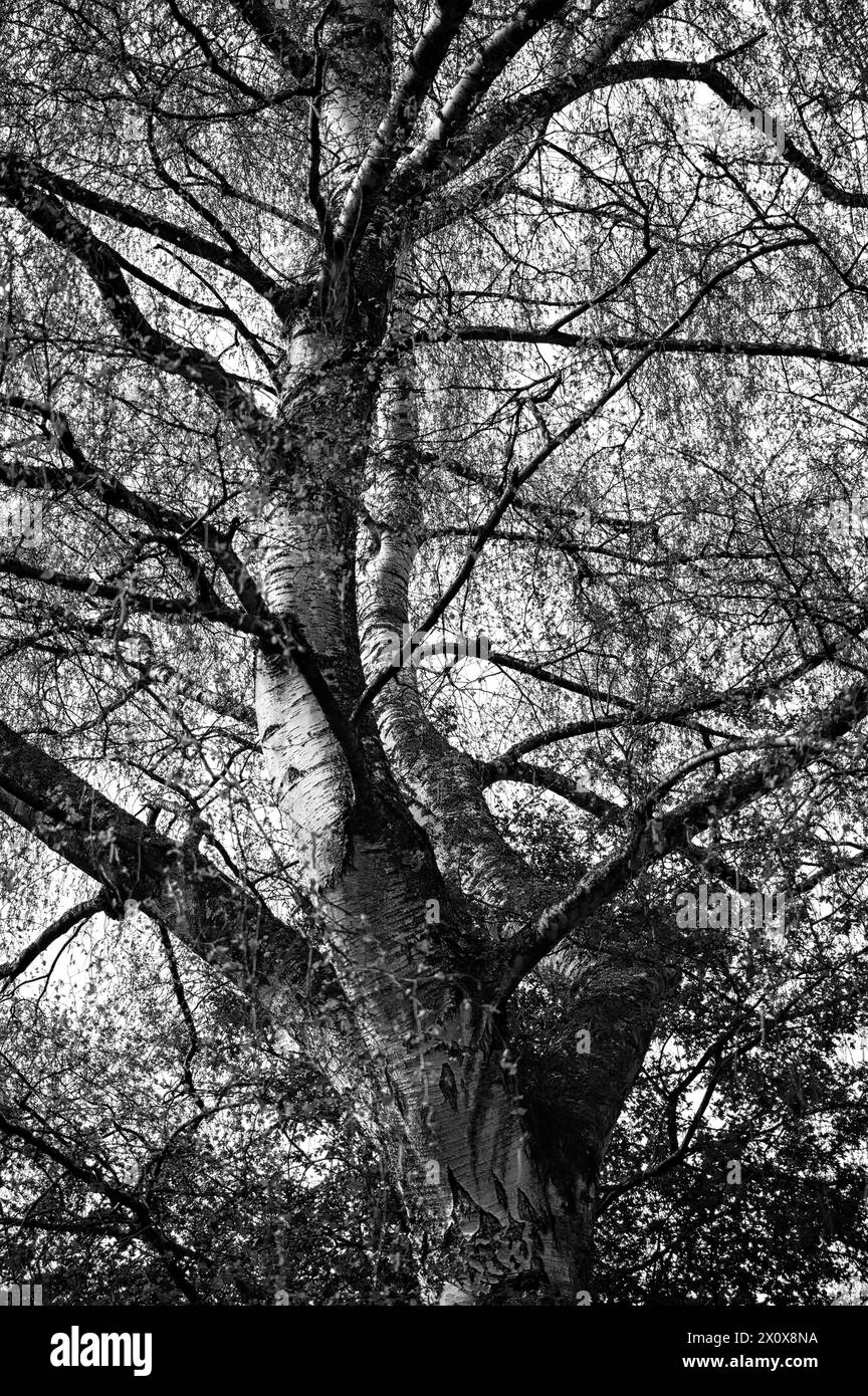 A bent old birch tree Stock Photo - Alamy