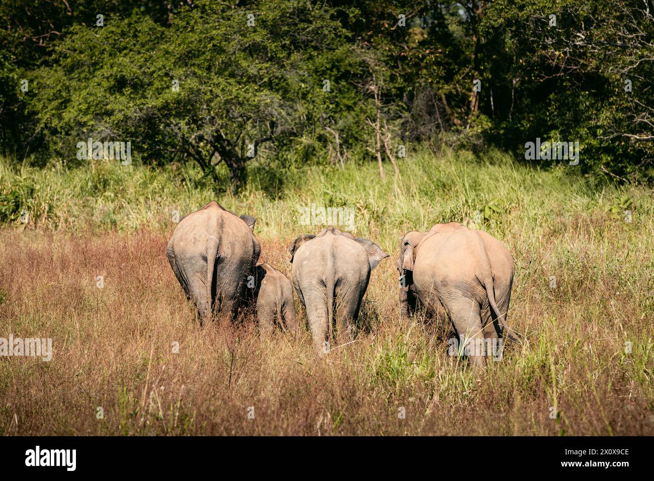 Rear view of herd of elephants in wild nature against green landscape ...