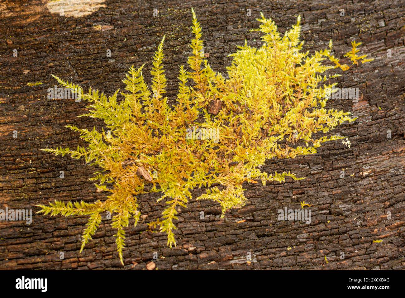 Rough-stalked Feather Moss (Brachythecium rutabulum Stock Photo - Alamy
