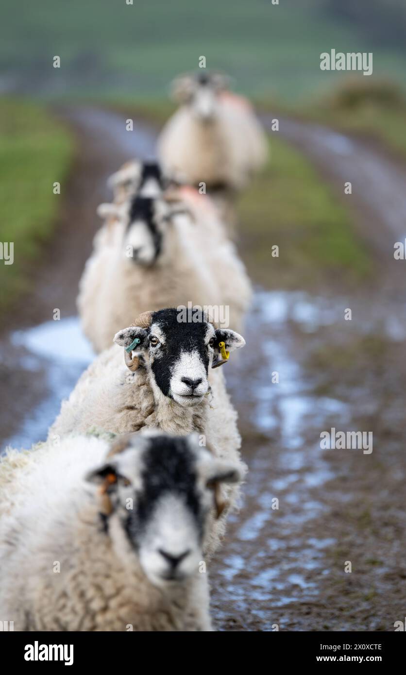 A line of Swaledale ewes walking down a farm track over moorland in the ...