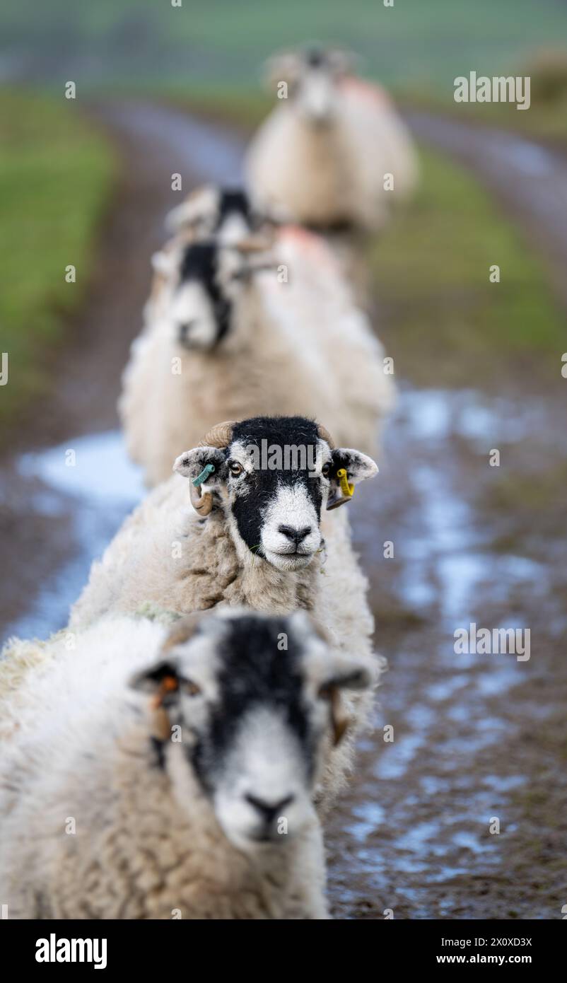 A line of Swaledale ewes walking down a farm track over moorland in the ...