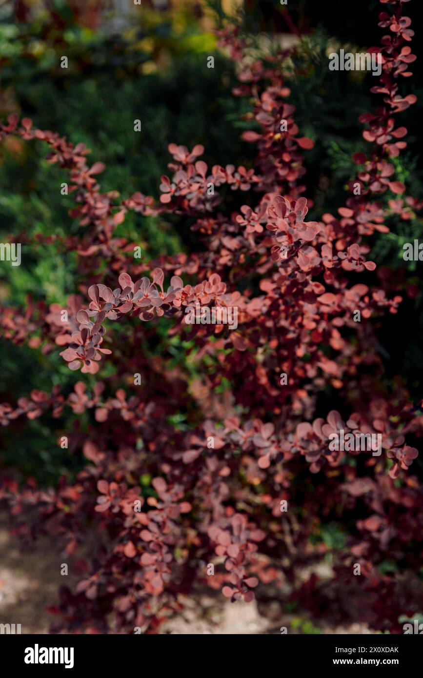 Berberis thunbergii japanese barberry thunbergs hi-res stock ...