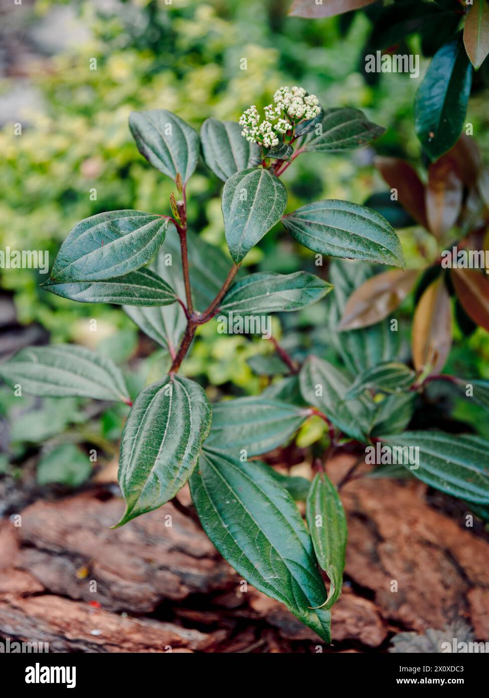 Viburnum davidii growing in garden Stock Photo - Alamy