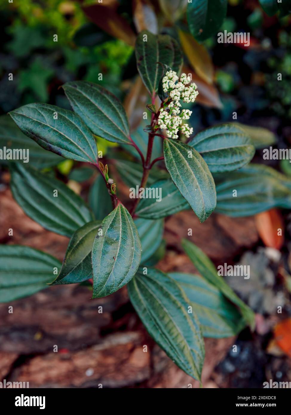 Viburnum davidii hi-res stock photography and images - Alamy