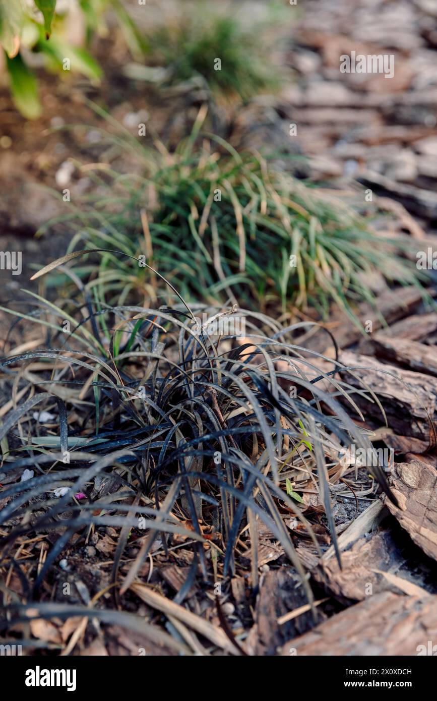 Black mondo grass hi-res stock photography and images - Alamy