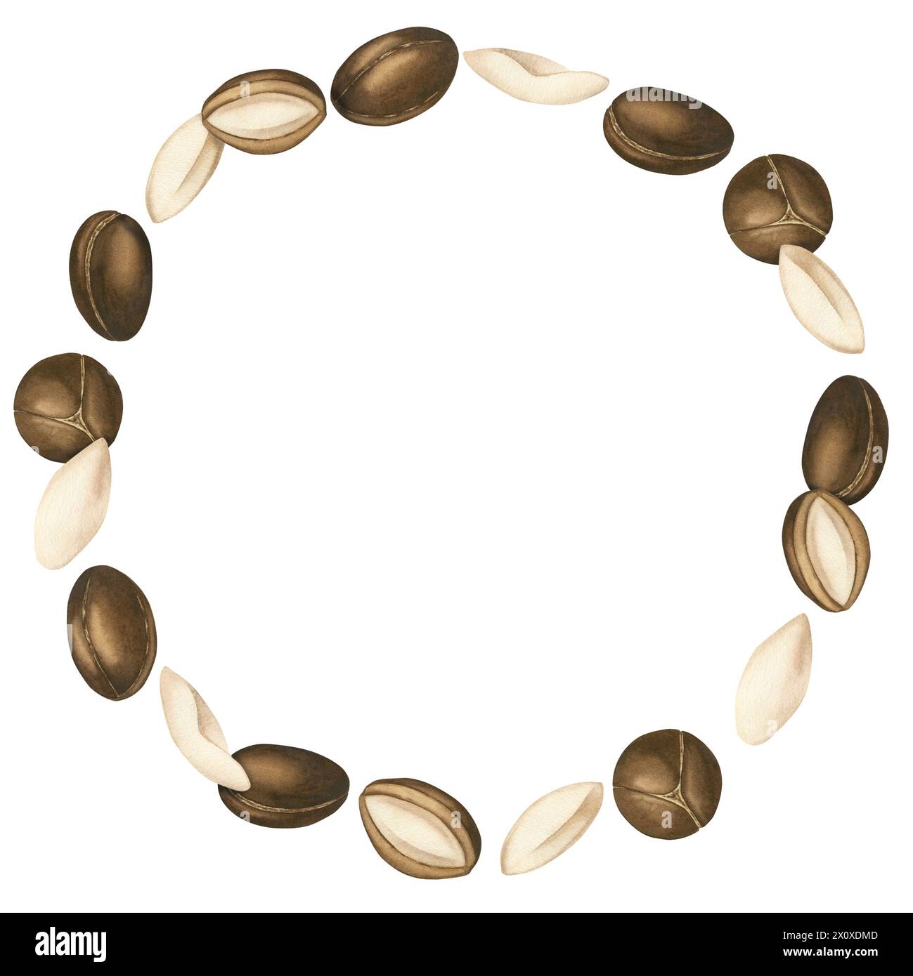 A circle-shaped composition made of ripe argan tree nuts. Watercolor ...