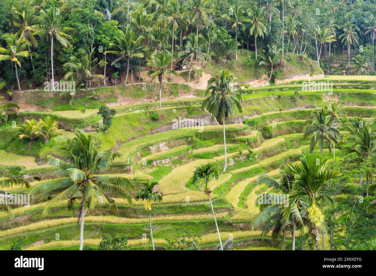 A paddy field is a flooded field of arable land used for growing ...