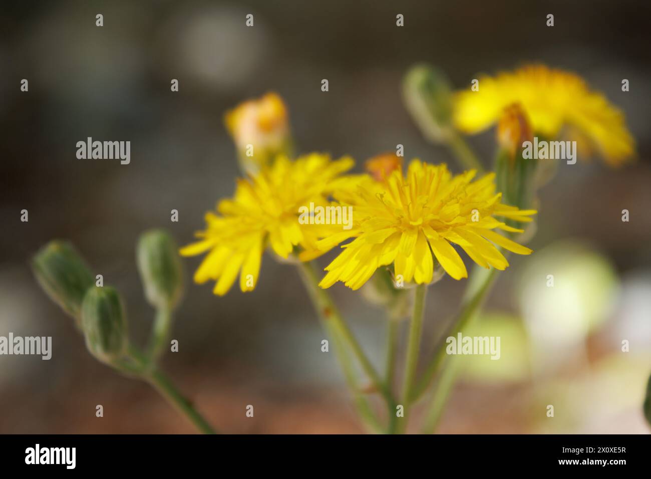 Sonchus aquatilis hi-res stock photography and images - Alamy