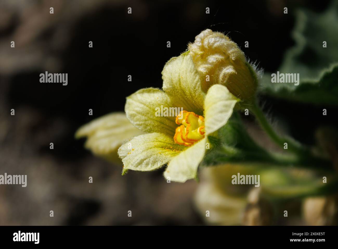 Devil's gherkin plant flower (Ecballium elaterium), native to the ...